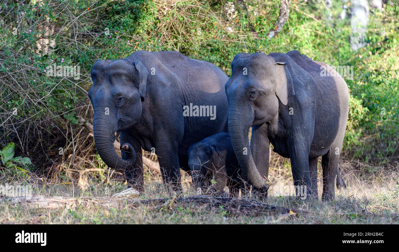 Wild Indian elephants (Elephas maximus indicus) from Nagarahole Tiger ...