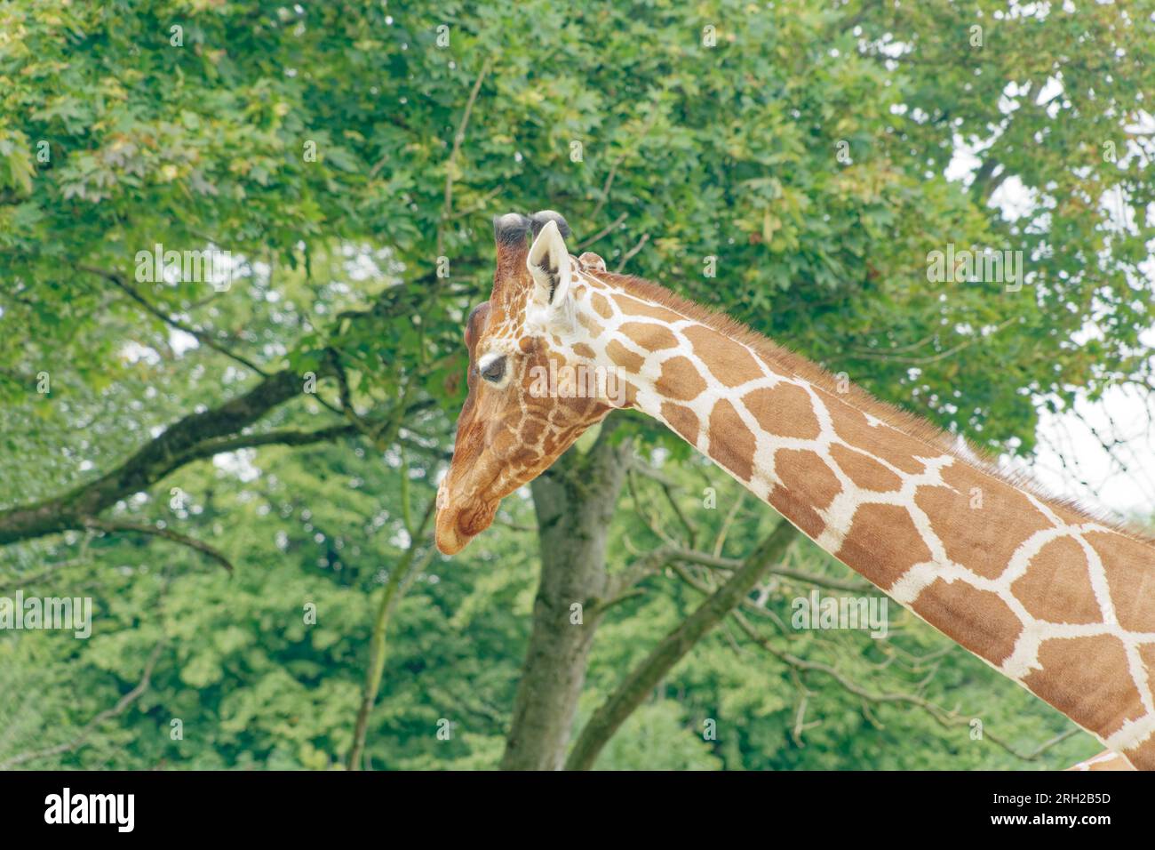 Young reticulated giraffe staring Stock Photo - Alamy