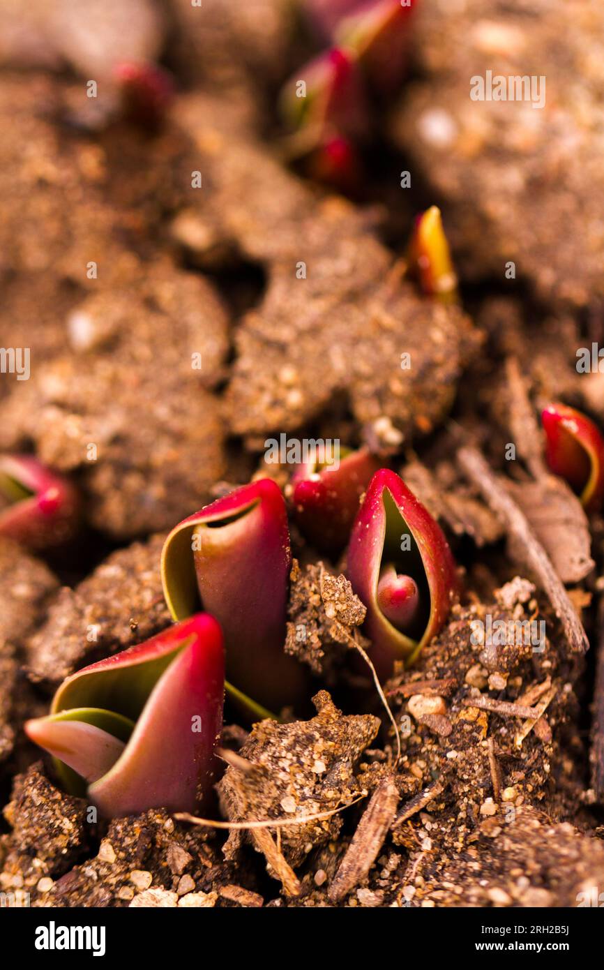Tulips breaking spring ground hi-res stock photography and images - Alamy