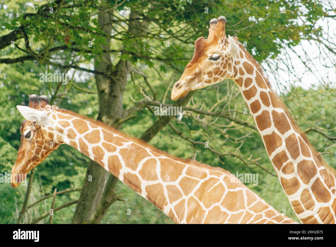 Two reticulated giraffes browsing on leaves Stock Photo - Alamy