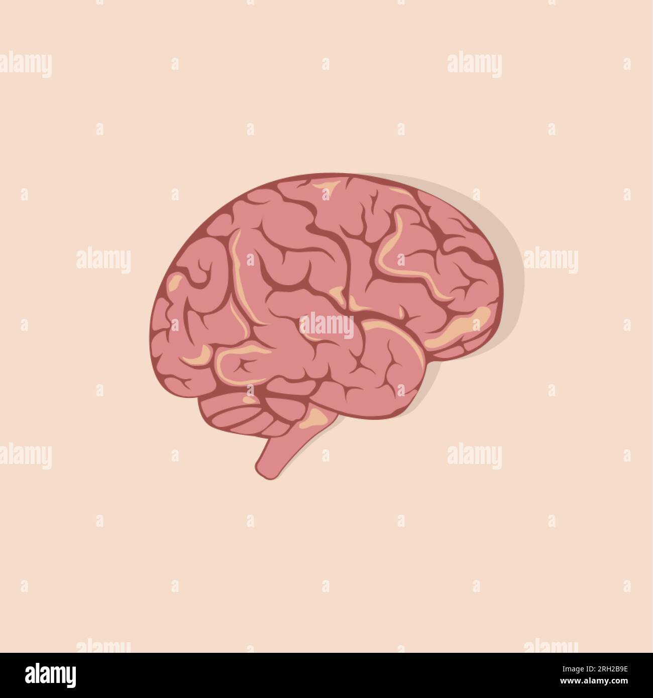 Colored Human brain. Internal organ, anatomy. White background ...