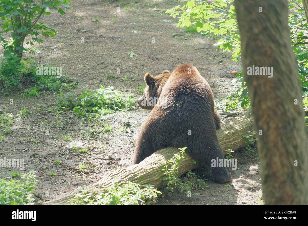 Bear tree rubbing hi-res stock photography and images - Alamy