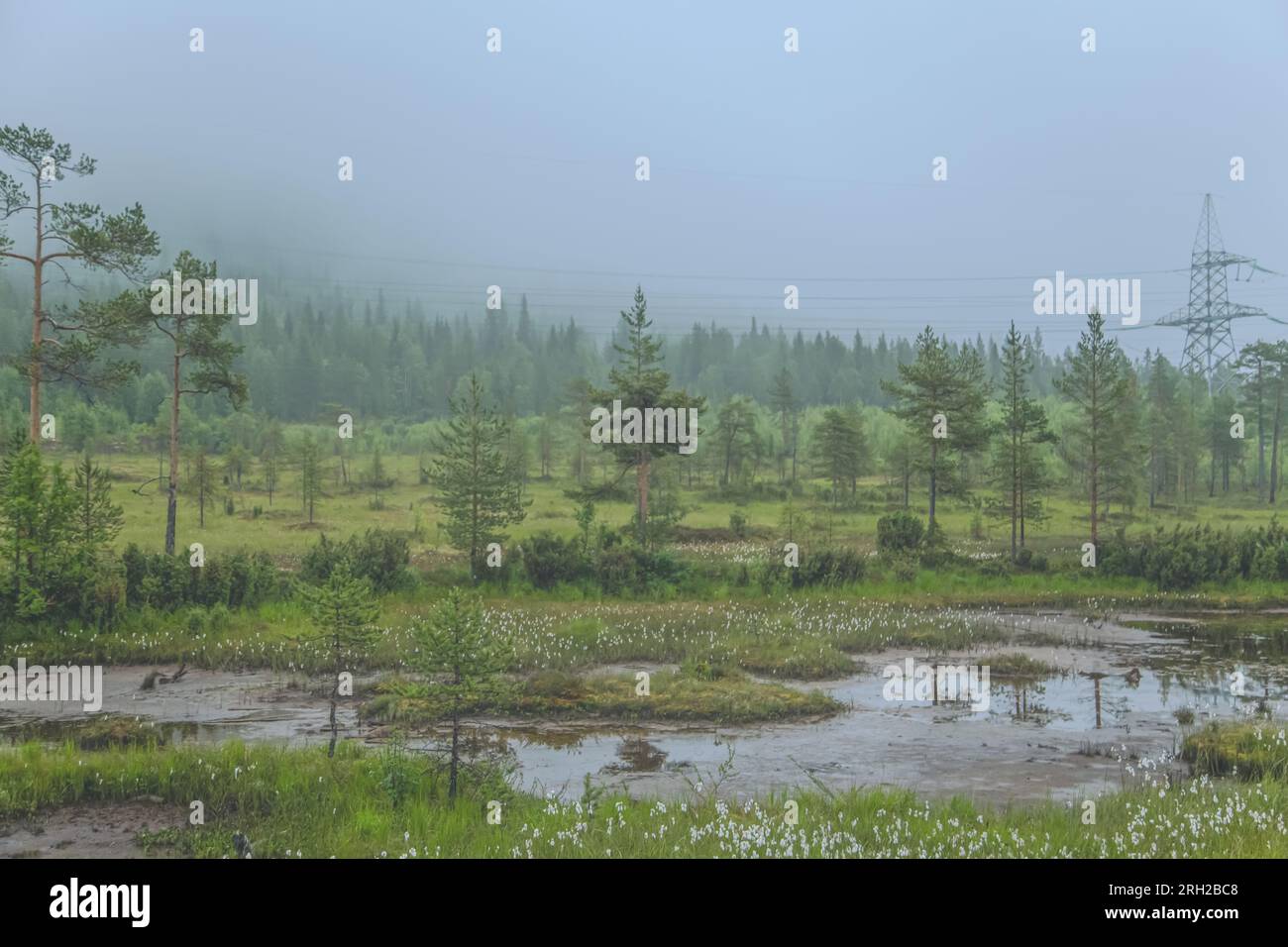 Foggy marsh landscape with fir trees and ordinary marsh vegetation ...