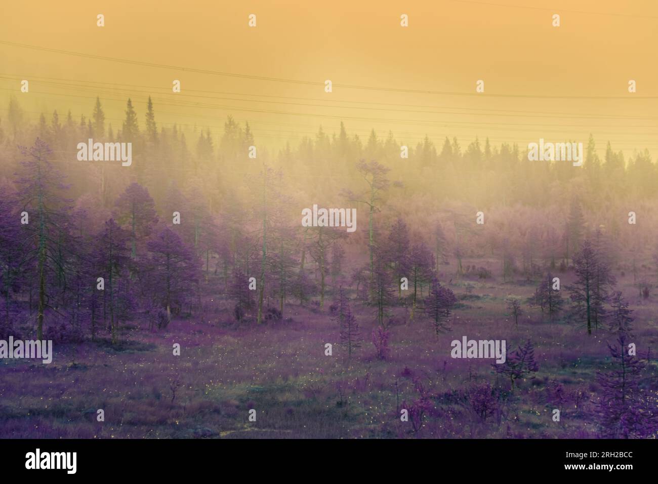 Foggy marsh landscape with firs and marsh vegetation. Fuzzy background ...