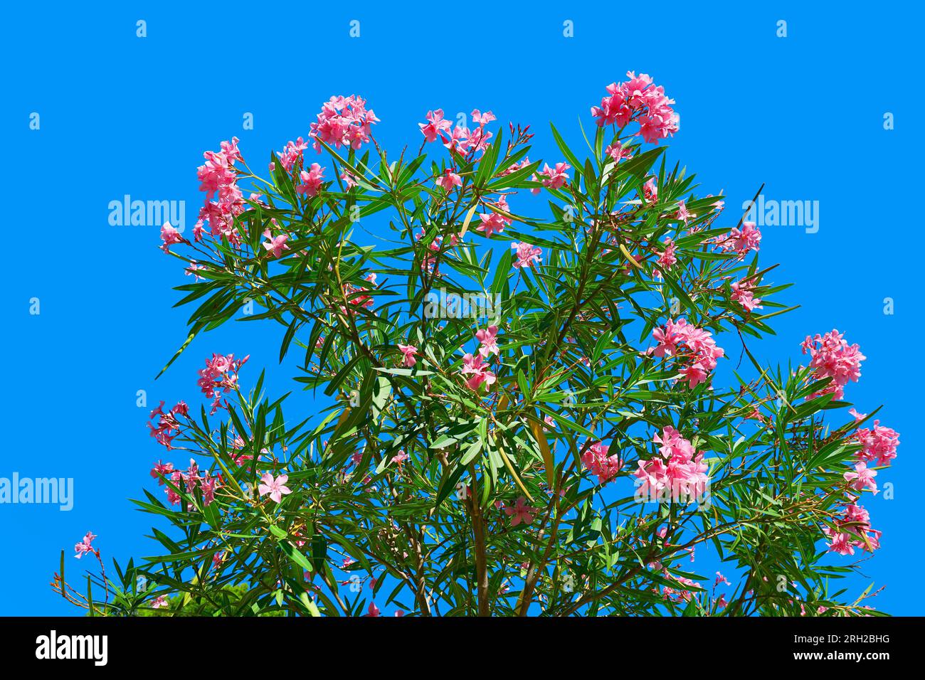 flowering oleander bush and blue sky in a mediterranean paradise Stock ...