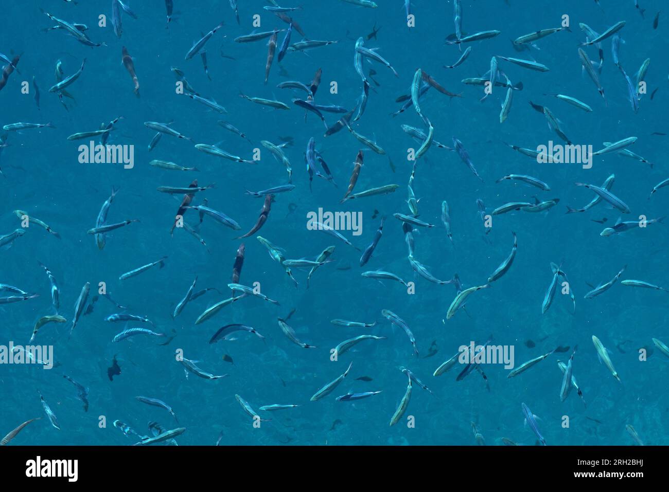 A school of fish swims in the transparent, turquoise sea, beach ...