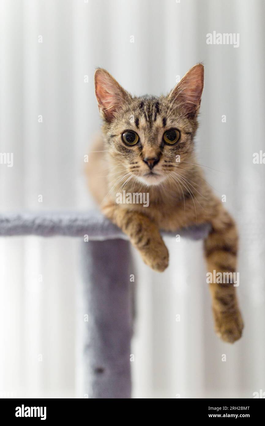 Polish cat hi-res stock photography and images - Alamy