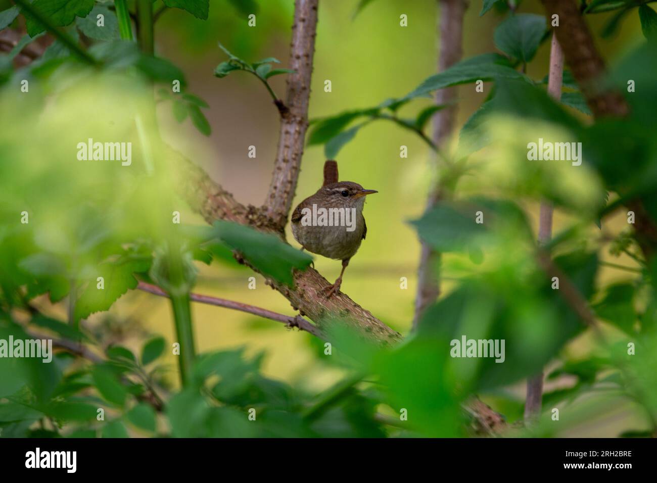 Discover the charming Eurasian Wren (Troglodytes troglodytes) from ...