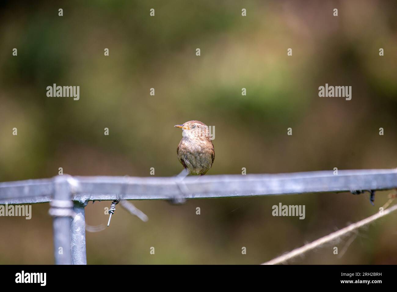 Discover the charming Eurasian Wren (Troglodytes troglodytes) from ...
