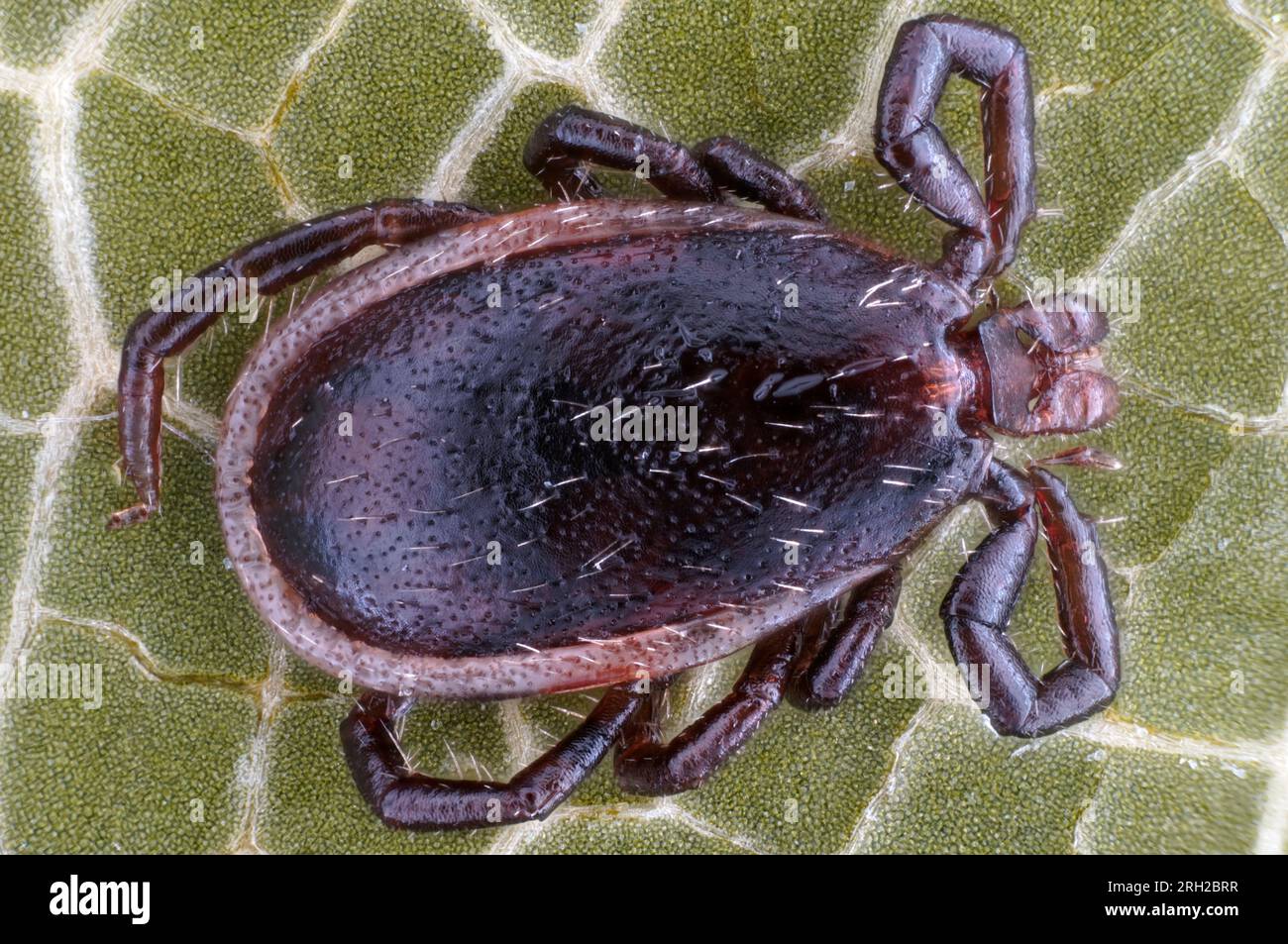 Eine orange hi-res stock photography and images - Alamy