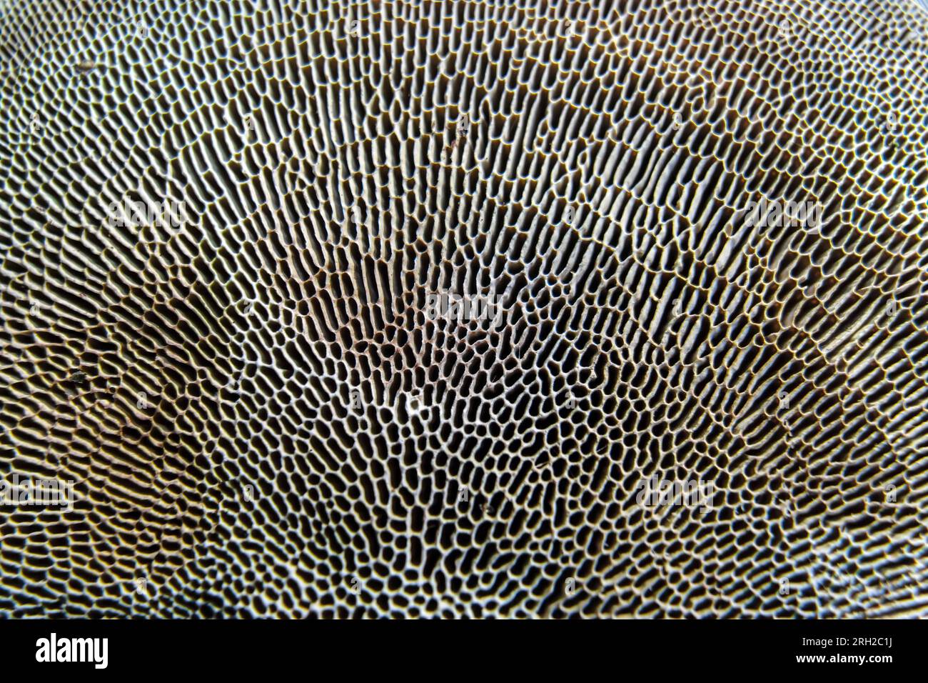 Mushroom bottom texture. Nature background Stock Photo - Alamy