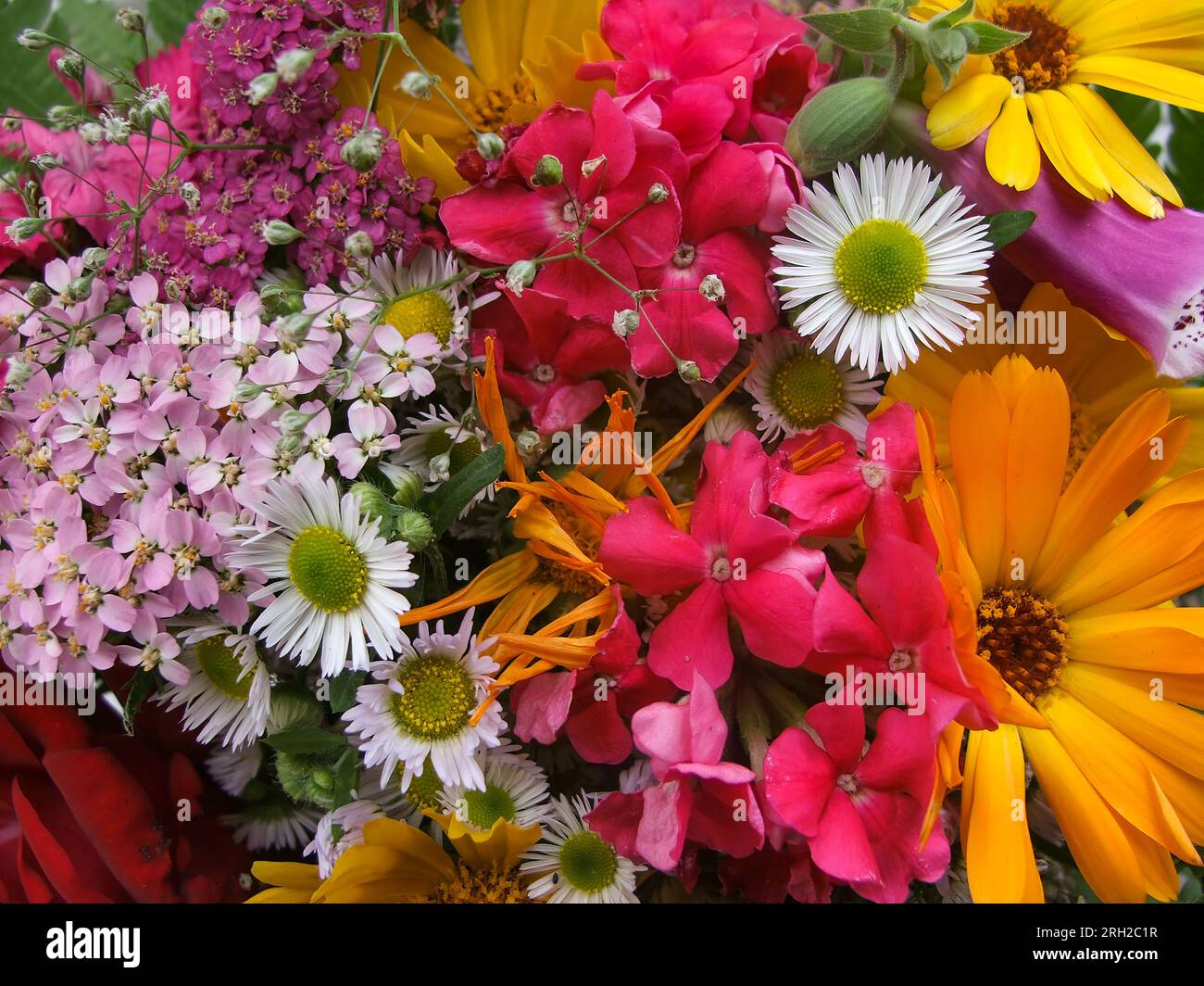 Bouquet of wildflowers. Mix of various field flowers of different color ...