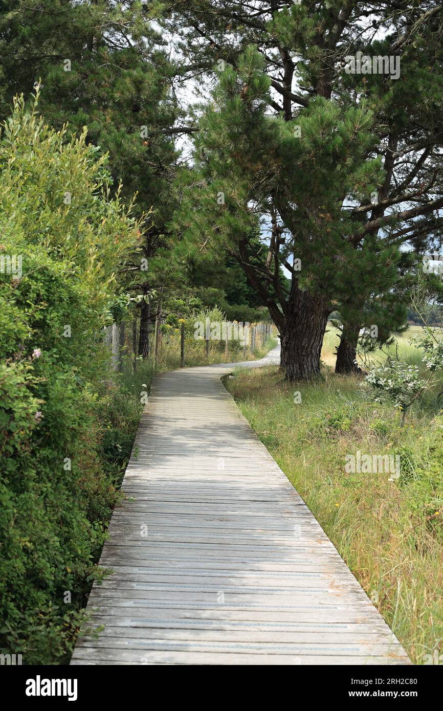 Raised wooden walkway coastal footpath on Pointe de Duer, Sarzeau ...