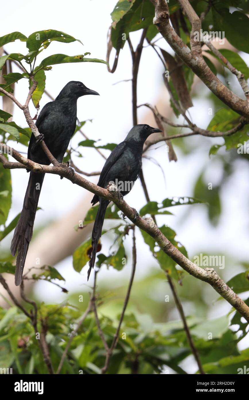 Long-tailed starling (Aplonis magna) is a species of starling in the ...