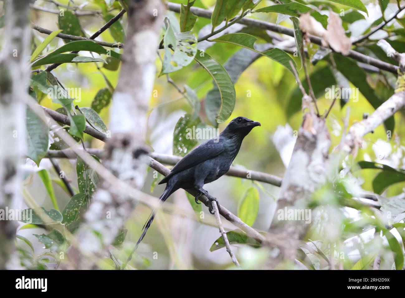 Species of starling hi-res stock photography and images - Alamy
