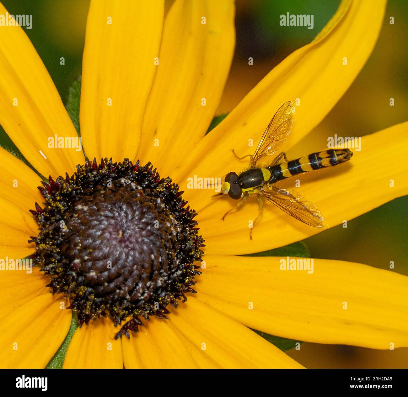 Long Hoverfly, Sphaerophoria scripta on Rudbeckia hirta petal, London ...