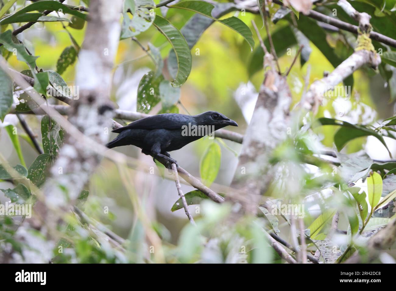 Long-tailed starling (Aplonis magna) is a species of starling in the ...