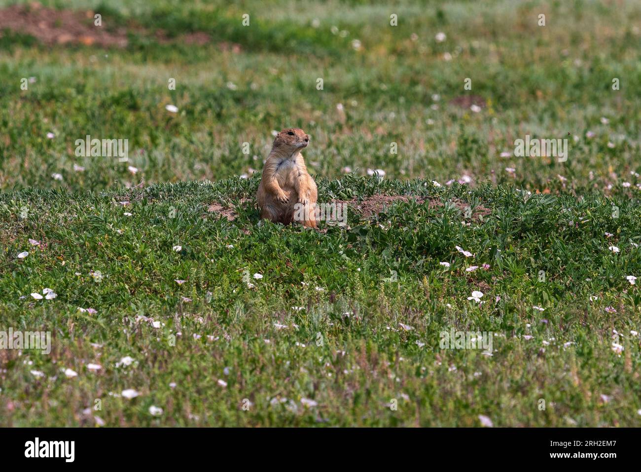 Black tailed prairie dog (Cynomys ludovicianus) on a summer day in the ...