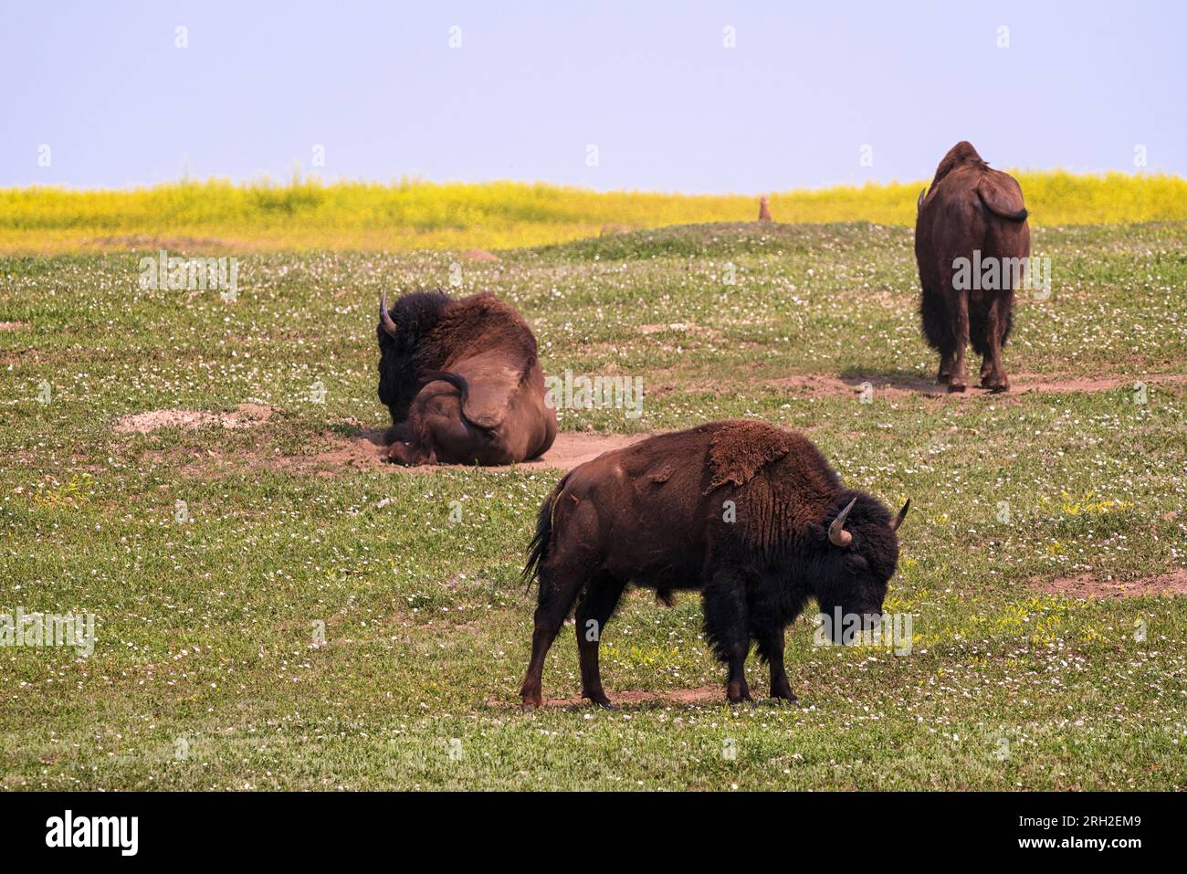 Plains bison (bison bison) in the South Unit of Theodore Roosevelt ...