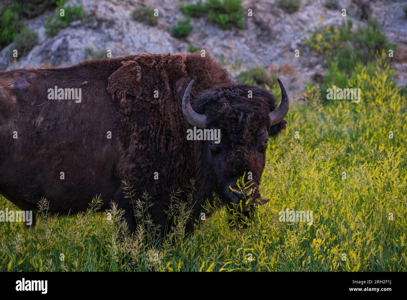 Bull plains bison (bison bison) among flowering grassland in Theodore ...
