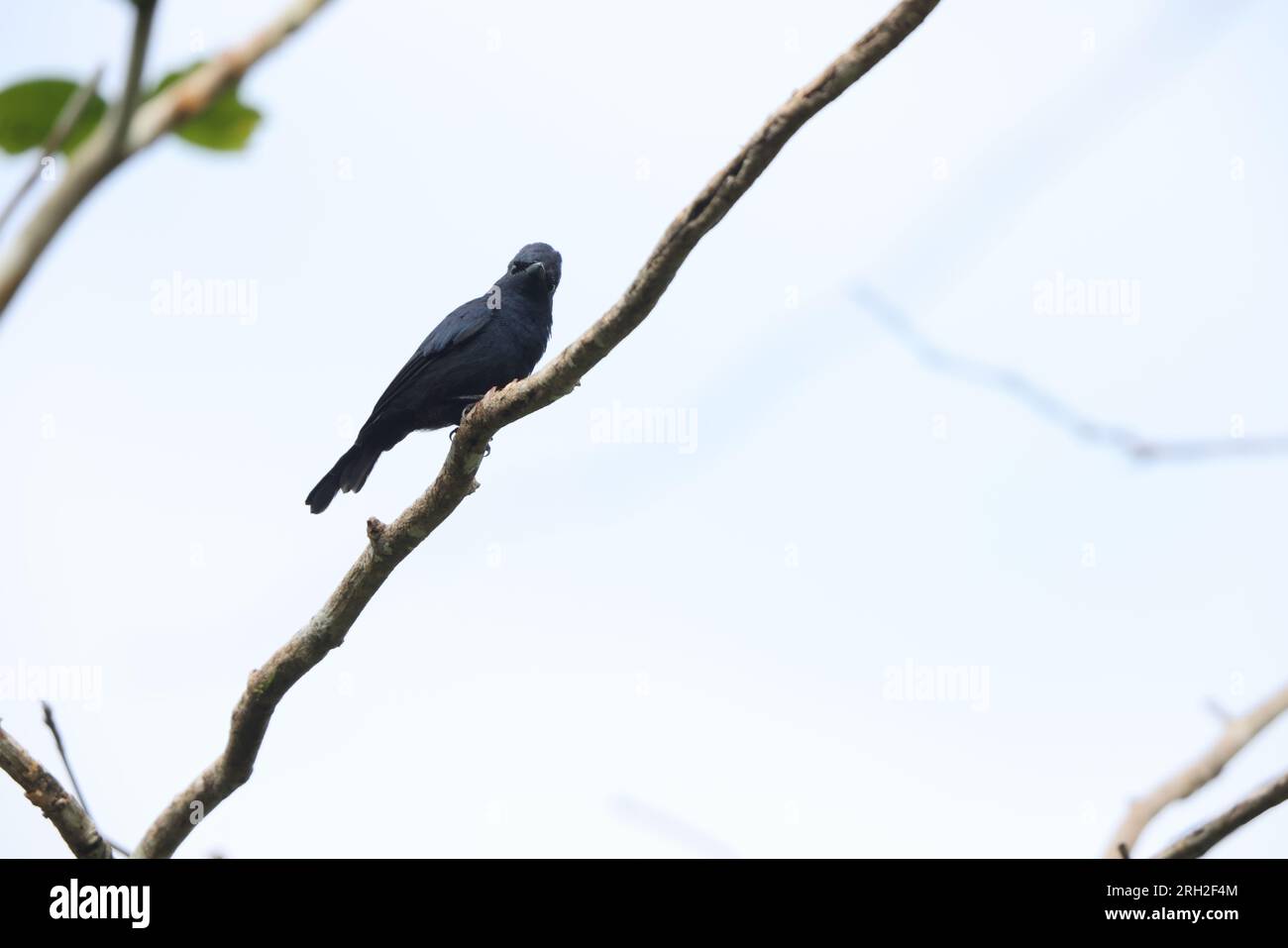 Indonesian endemic species hi-res stock photography and images - Alamy