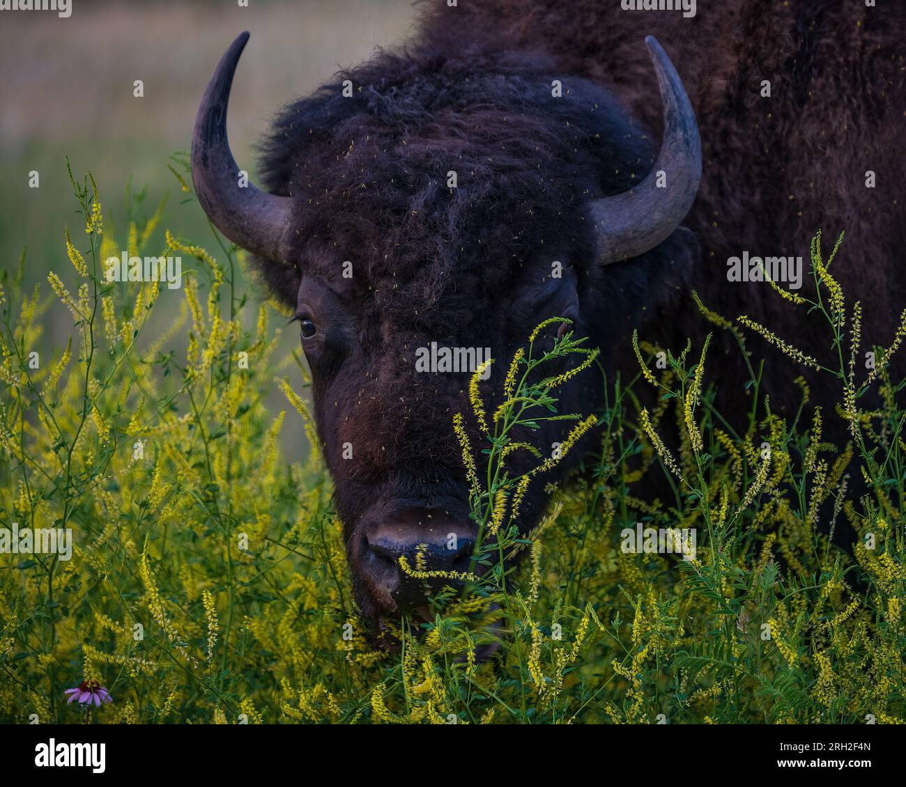 Bull plains bison (bison bison) among flowering grassland in Theodore ...