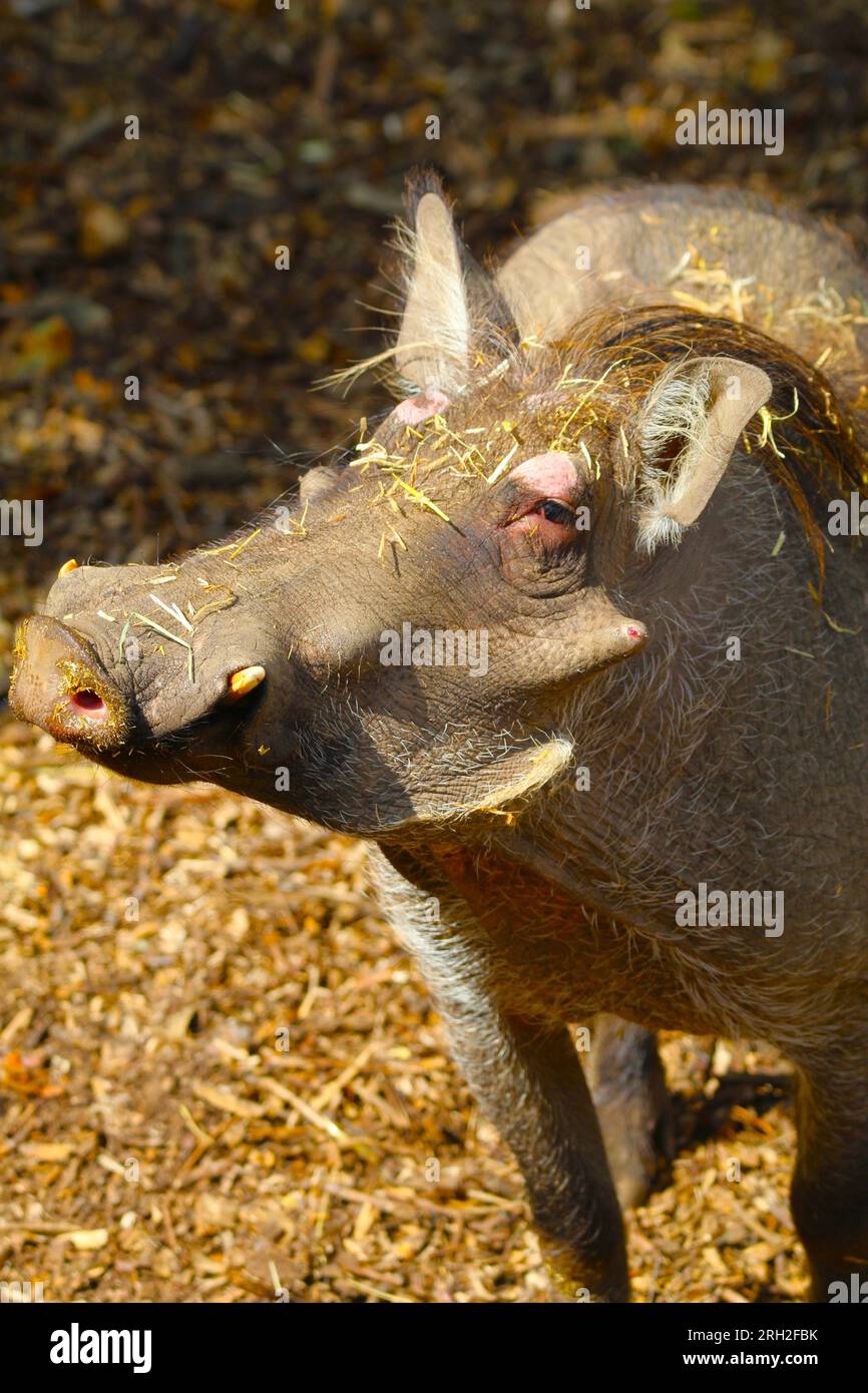 Male Common Warthog at ZSL London Zoo Stock Photo - Alamy