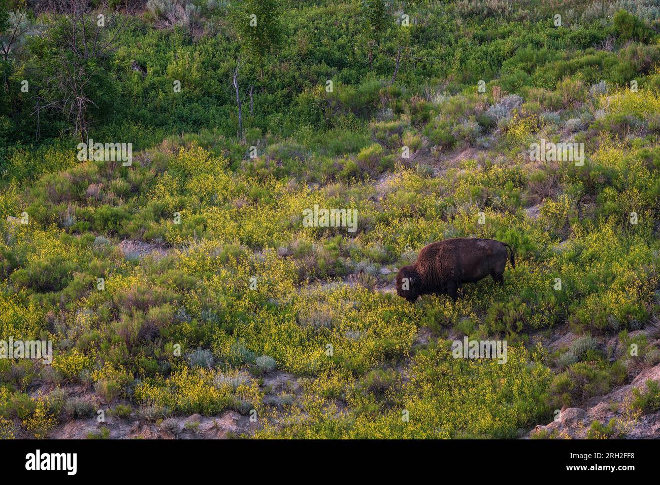 Male plains bison (bison bison) grazing amidst the colorful grasslands ...