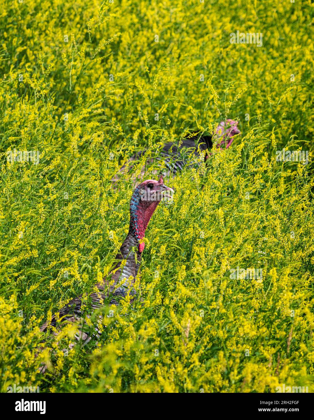 A flock of wild turkeys (Meleagris gallopavo) in a field of yellow ...