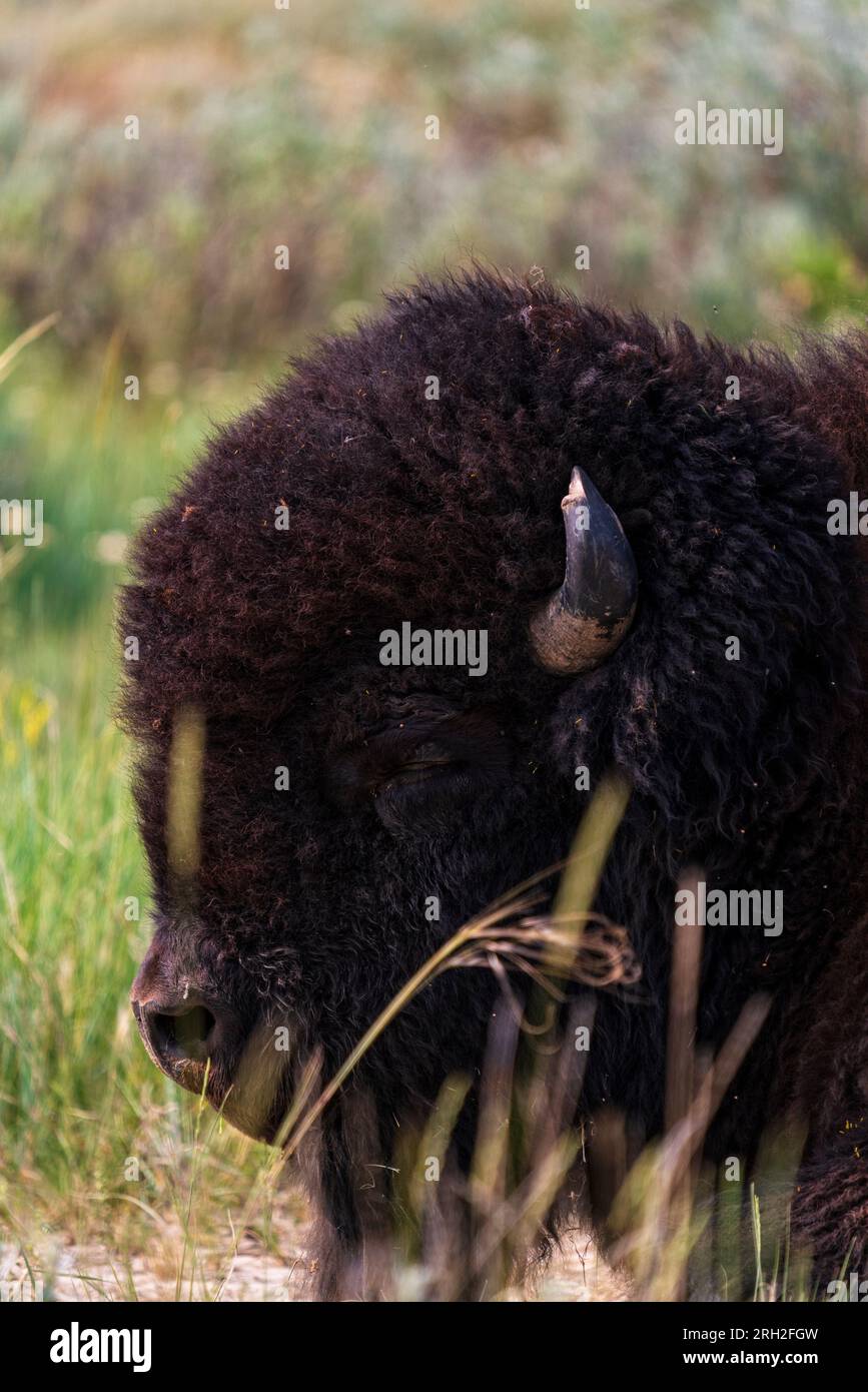 Plains bison (bison bison) in the North Unit of Theodore Roosevelt ...