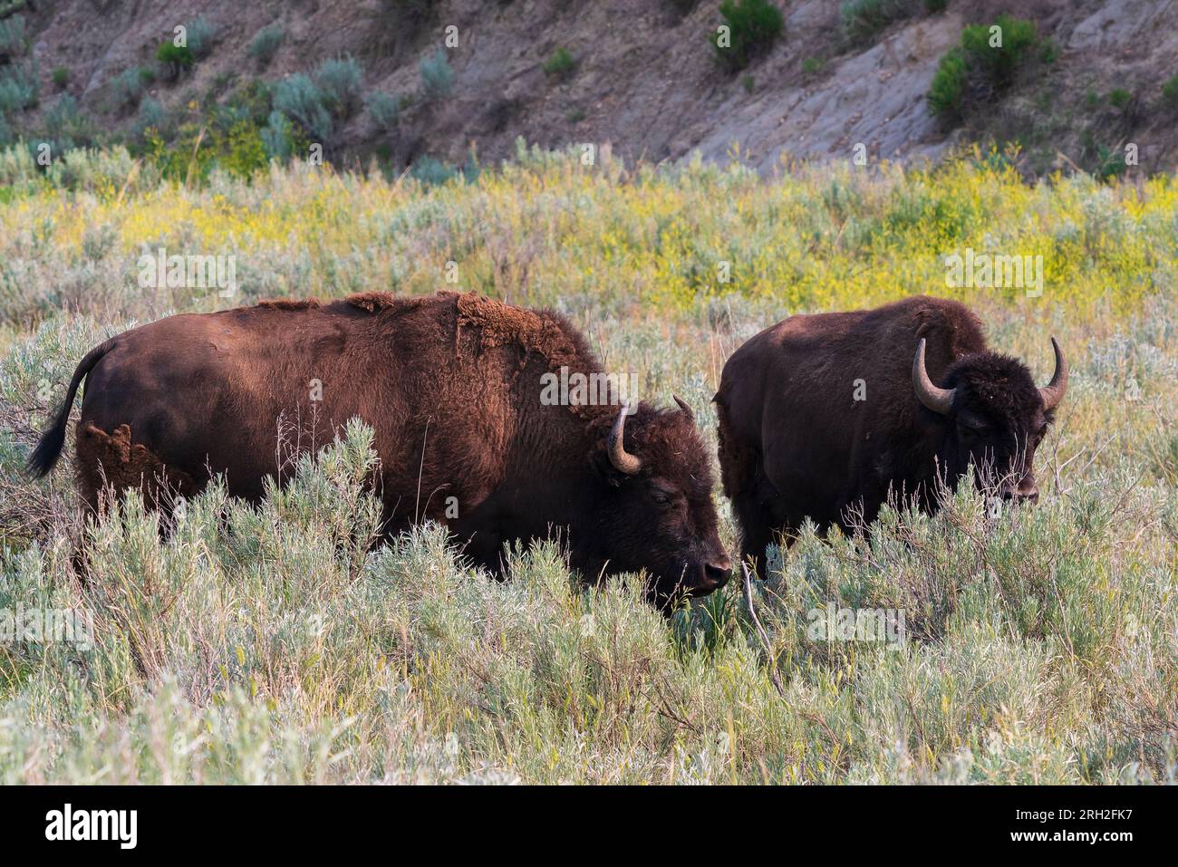 Plains bison (bison bison) in the North Unit of Theodore Roosevelt ...
