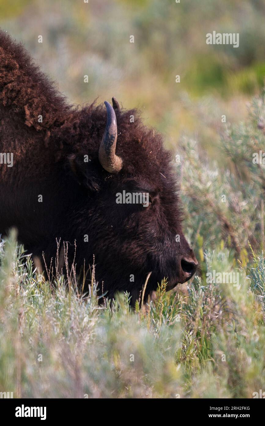 Plains bison (bison bison) in the North Unit of Theodore Roosevelt ...