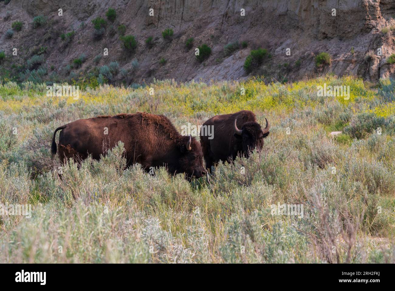 Plains bison (bison bison) in the North Unit of Theodore Roosevelt ...