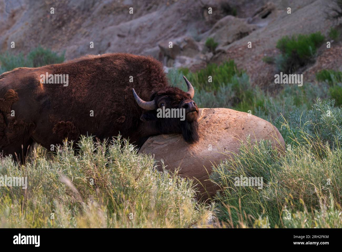Plains bison (bison bison) in the North Unit of Theodore Roosevelt ...