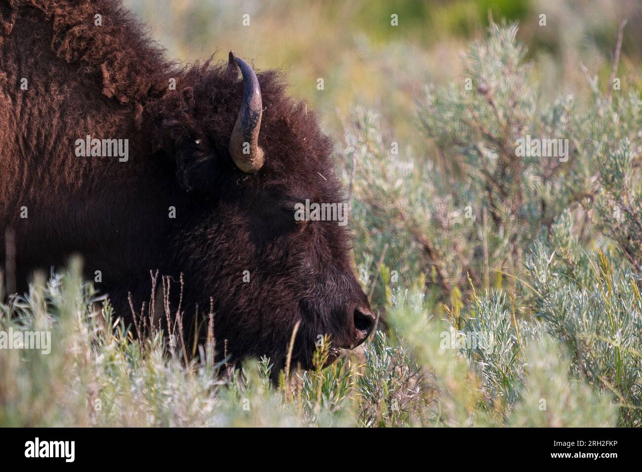 Plains bison (bison bison) in the North Unit of Theodore Roosevelt ...