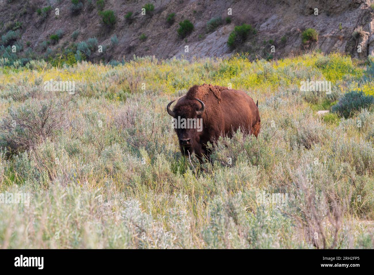 Plains bison (bison bison) in the North Unit of Theodore Roosevelt ...