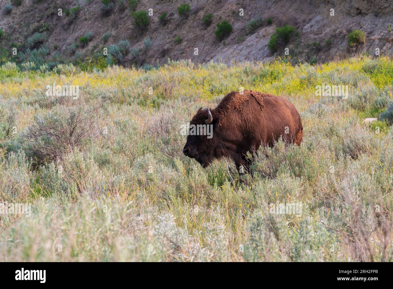 Plains bison (bison bison) in the North Unit of Theodore Roosevelt ...