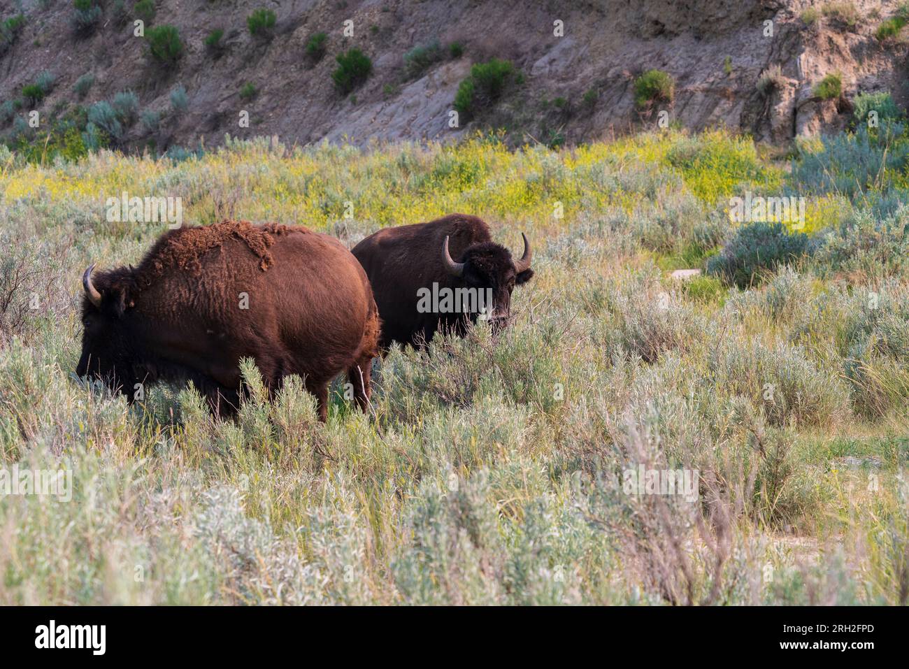Plains bison (bison bison) in the North Unit of Theodore Roosevelt ...