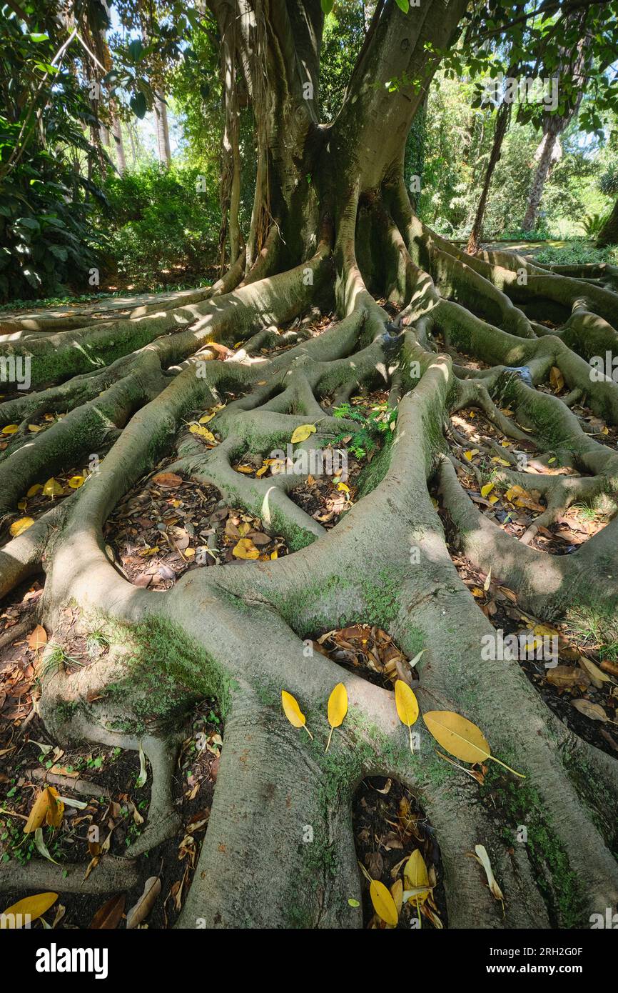 Ficus macrophylla trunk and roots close up Stock Photo - Alamy