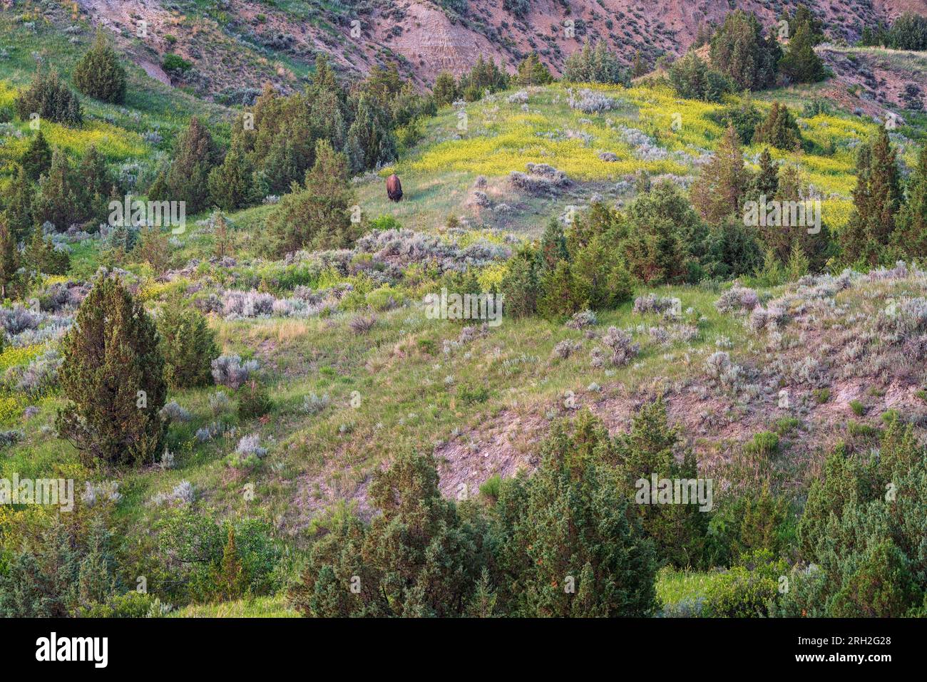 Male plains bison (bison bison) grazing amidst the colorful grasslands ...