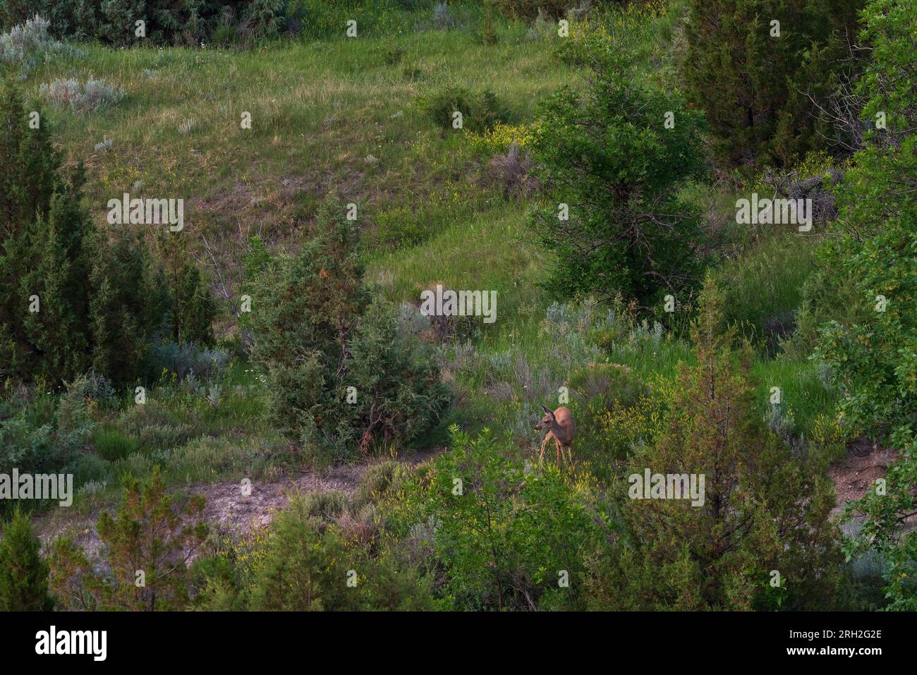 A young mule deer (Odocoileus hemionus) warily crossing a ravine below ...