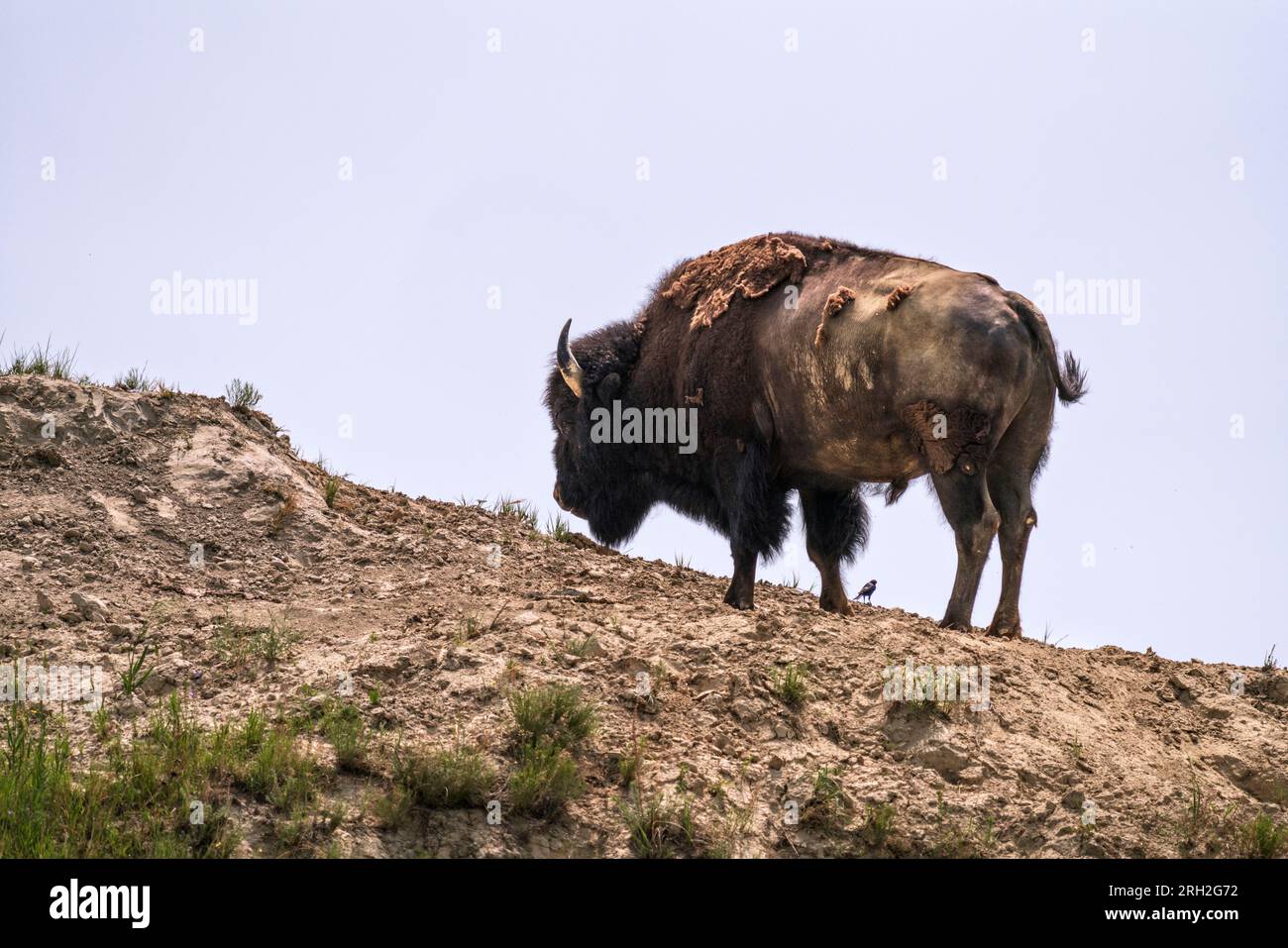 Plains bison (bison bison) in the South Unit of Theodore Roosevelt ...