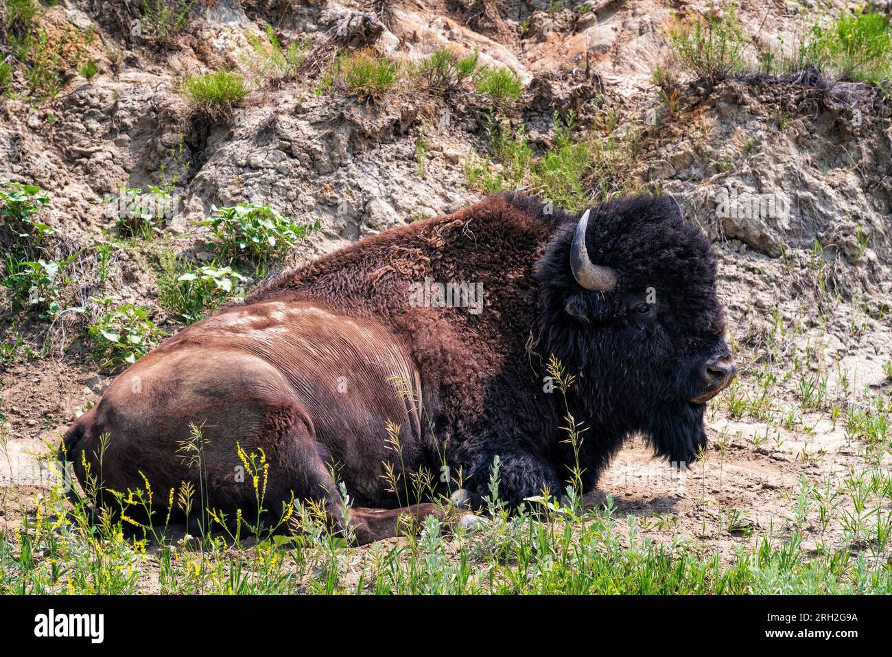 Plains bison (bison bison) in the South Unit of Theodore Roosevelt ...