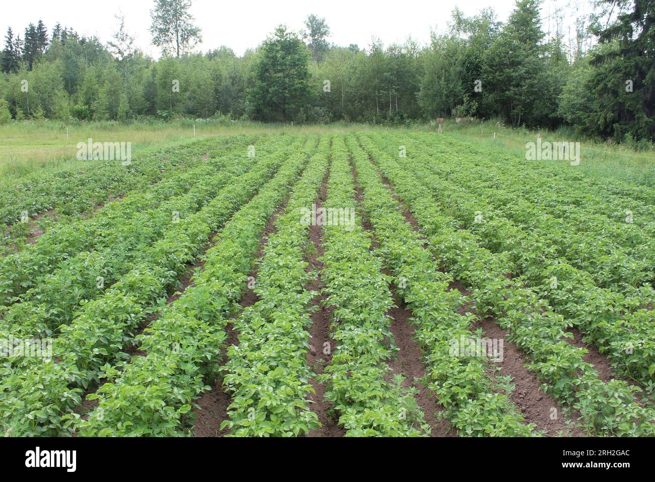 Potato field in Sece, Latvia Stock Photo - Alamy