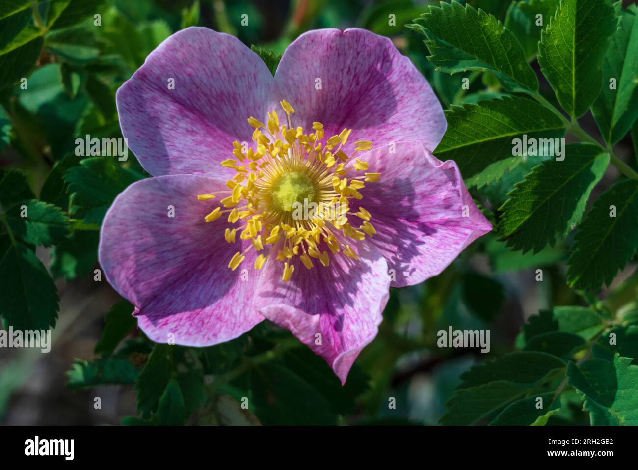 Single Nootka Rose (Rosa nutkana) flower on a sunny summer day in the ...