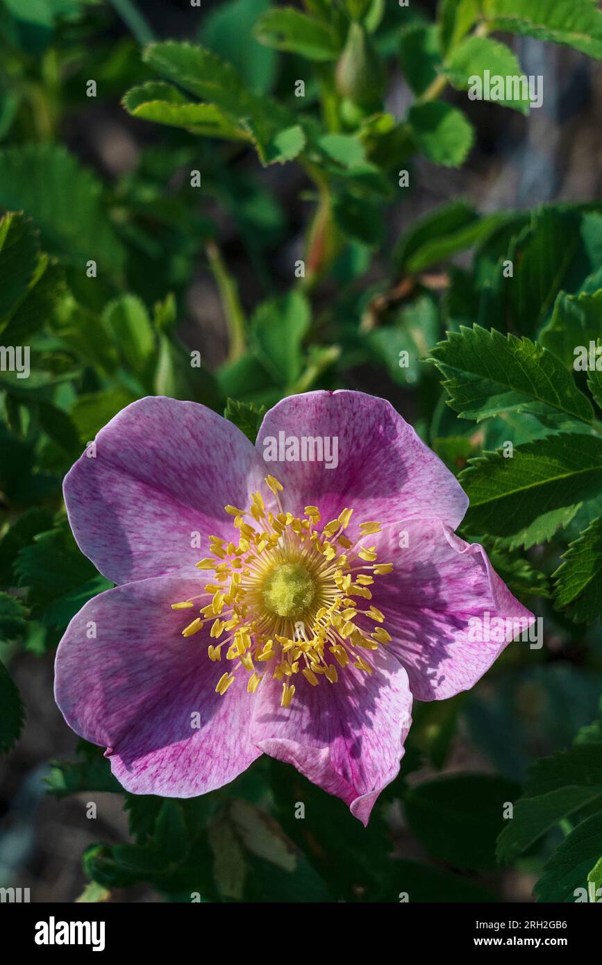Single Nootka Rose (Rosa nutkana) flower on a sunny summer day in the ...