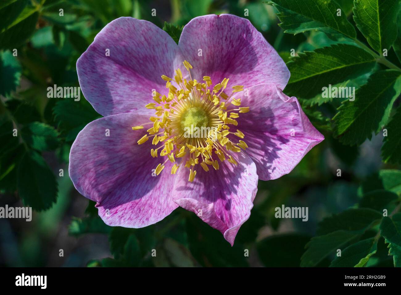 Single Nootka Rose (Rosa nutkana) flower on a sunny summer day in the ...