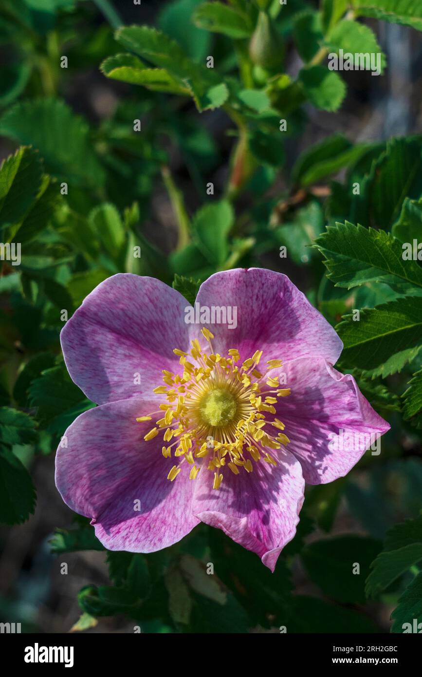 Single Nootka Rose (Rosa nutkana) flower on a sunny summer day in the ...