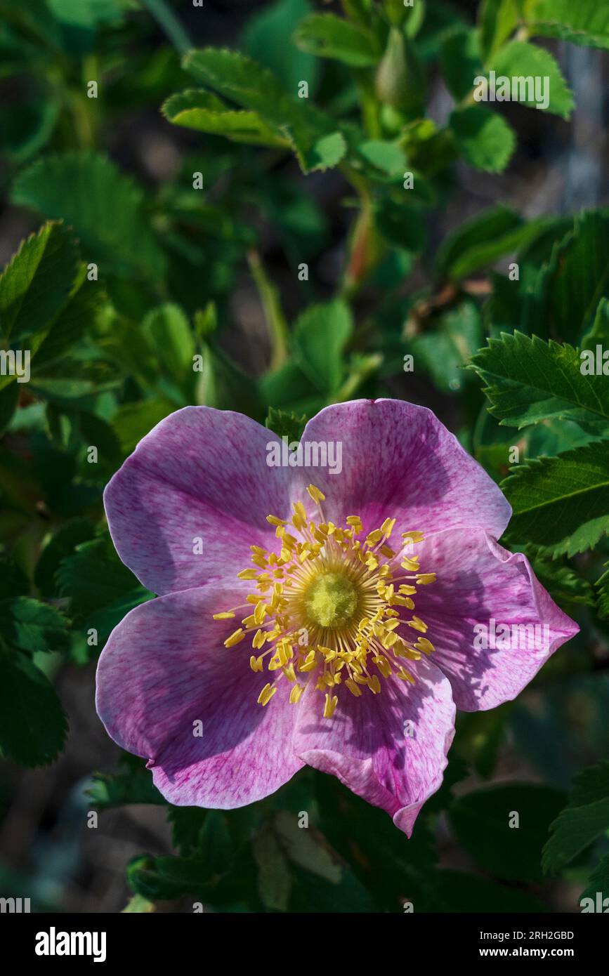 Single Nootka Rose (Rosa nutkana) flower on a sunny summer day in the ...