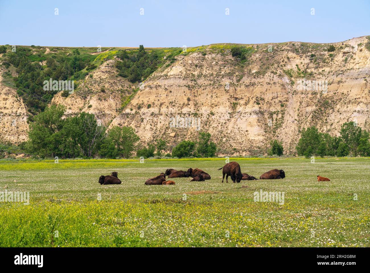 Plains bison (bison bison) in the South Unit of Theodore Roosevelt ...